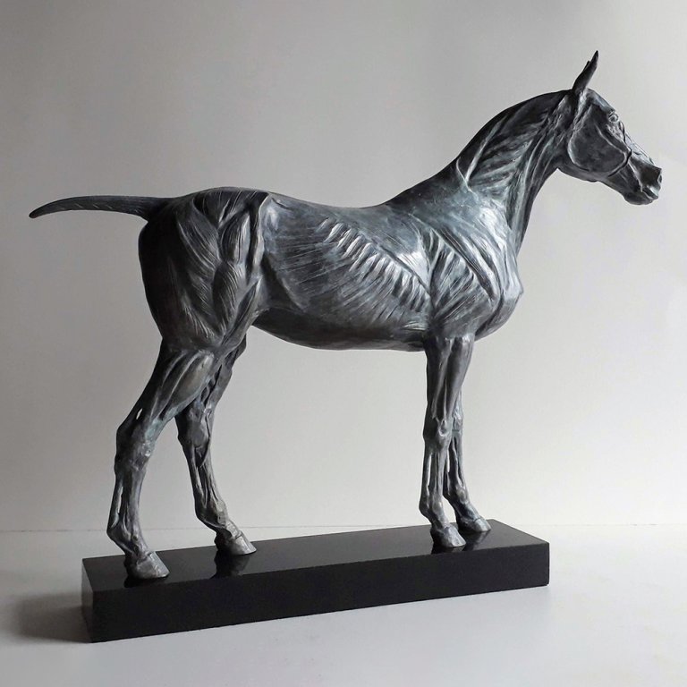 Horse Anatomy Sculpture - Arturban Sculpture